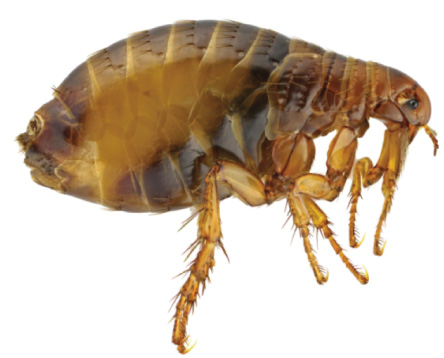 Puces : prévention et lutte raisonnée - Connen