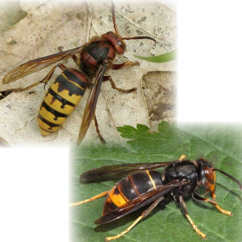 Guêpes, frelons, taons... ces bêtes qui piquent ! - Connen