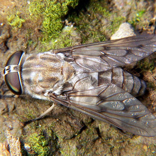 Guêpes, frelons, taons... ces bêtes qui piquent ! - Connen
