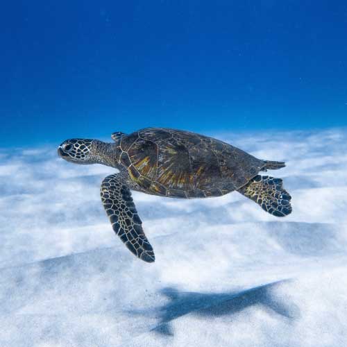 Espèces protégées, ESOD, nuisibles... le point sur la terminologie ...