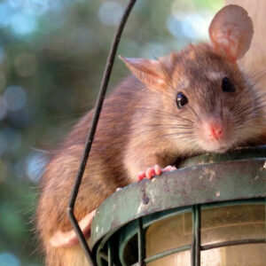 Qu'est-ce qu'un "nuisible" ? - Connen